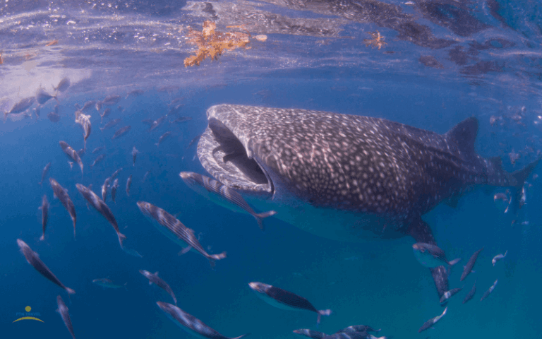 セブ島でジンベイザメと泳ぐツアー！オプショナルツアーを解説【2025年版】 - エキサイトセブ by PTNトラベル